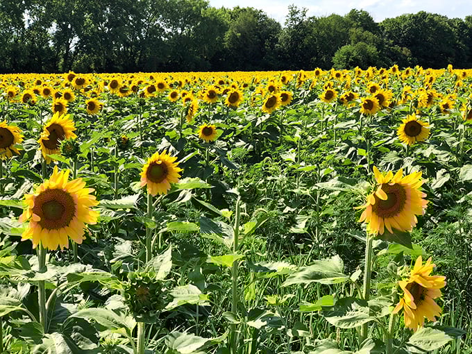 Sunflowers stand tall like nature's own cheerleaders, their bright faces following the sun's journey across Illinois skies.