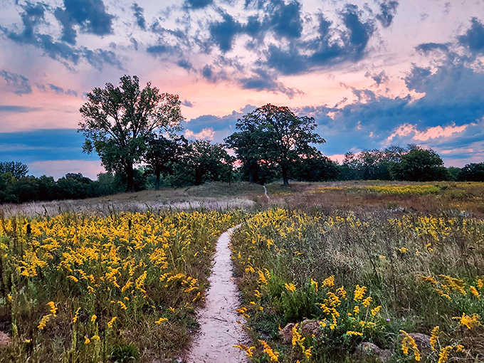 Golden hour magic transforms prairie wildflowers into a sea of yellow against the twilight sky &ndash; Minnesota's version of rolling out the gold carpet.