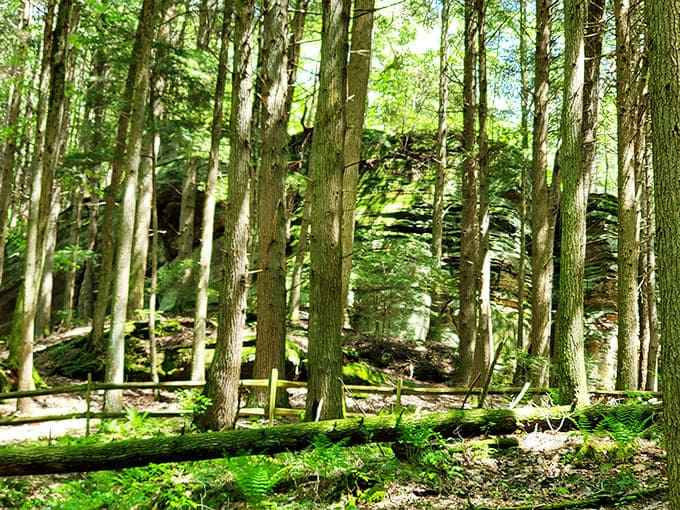 Woodland sentinels: These majestic trees have stood guard for generations, their roots gripping the forest floor like ancient guardians.