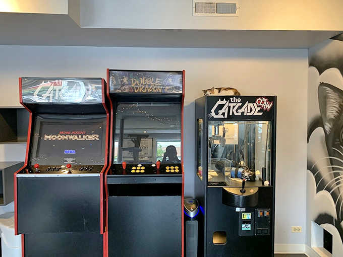 Gaming nostalgia meets feline comfort as classic arcade cabinets share space with lounging cats &ndash; the unexpected pairing that makes The Catcade brilliantly unique.