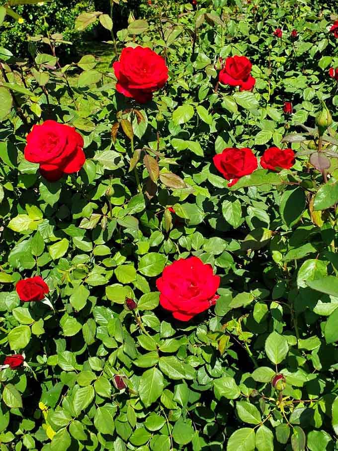 Classic red roses cluster together like they're posing for a romance novel cover, and honestly, they're absolutely nailing the assignment.