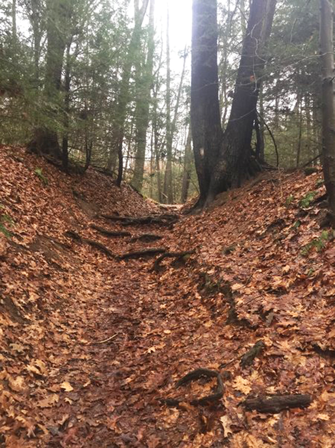 Autumn transforms the trail into a crunchy carpet of leaves, each step a satisfying reminder of nature's seasonal wardrobe change.
