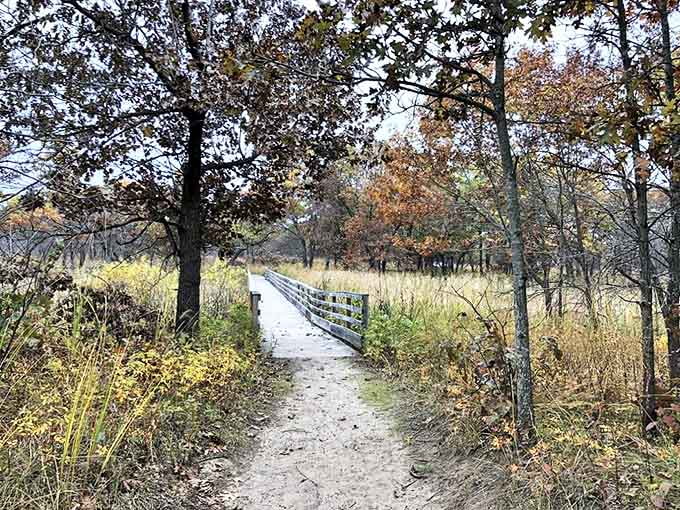 Nature's boardwalk invites explorers into a world where rustling grasses whisper secrets and footsteps disappear behind you.