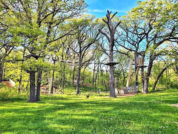 Nature's playground reimagined: wooden platforms nestled among ancient trees create an obstacle course that would make squirrels jealous.