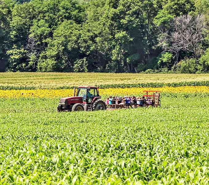All aboard the happiness express! Farm wagons offer a rolling vantage point through fields of gold that stretch toward the horizon.