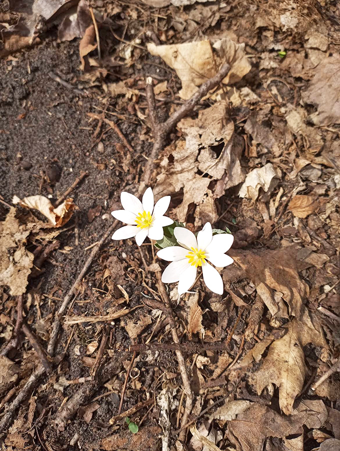 Delicate bloodroot flowers push through last season's leaves, among the first woodland blooms to announce spring's arrival at Riley Creek.