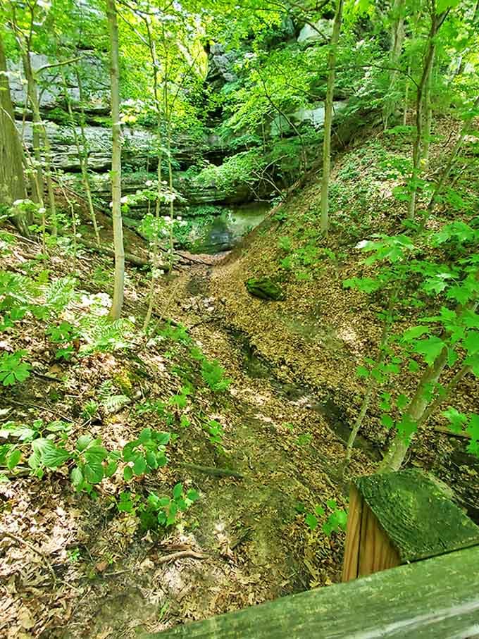 The ravine path winds through greenery so lush you'll wonder if you accidentally wandered into a nature documentary.