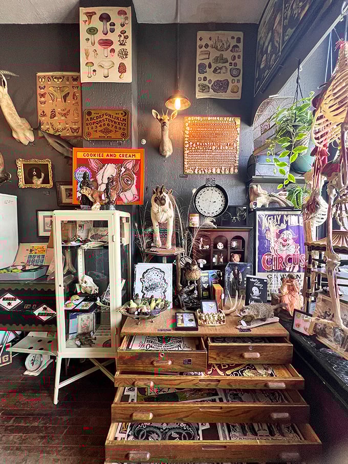 Antique items: Vintage scientific illustrations and carefully preserved specimens create a Victorian aesthetic that makes you feel like you've stepped back in time.