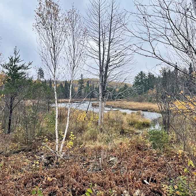 Autumn's golden touch transforms the wetland landscape, where bare trees stand sentinel over seasonal transitions.