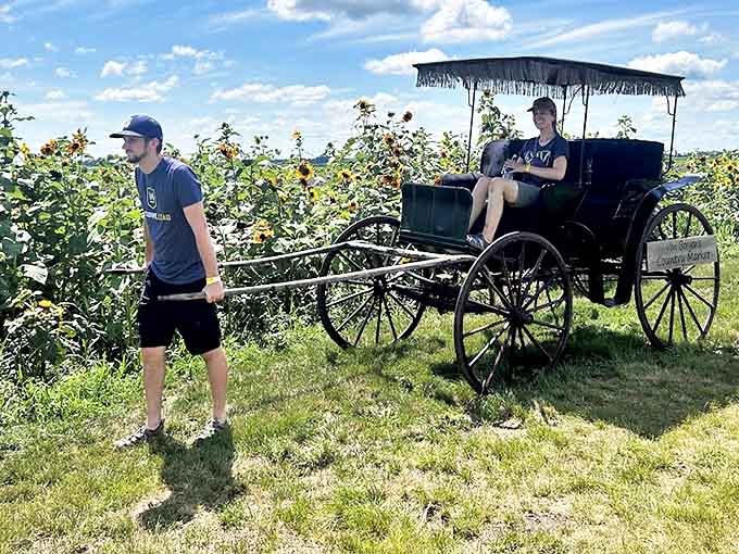 Step back in time with a horse-drawn carriage ride through the sunflower fields &ndash; romance and nostalgia included at no extra charge.