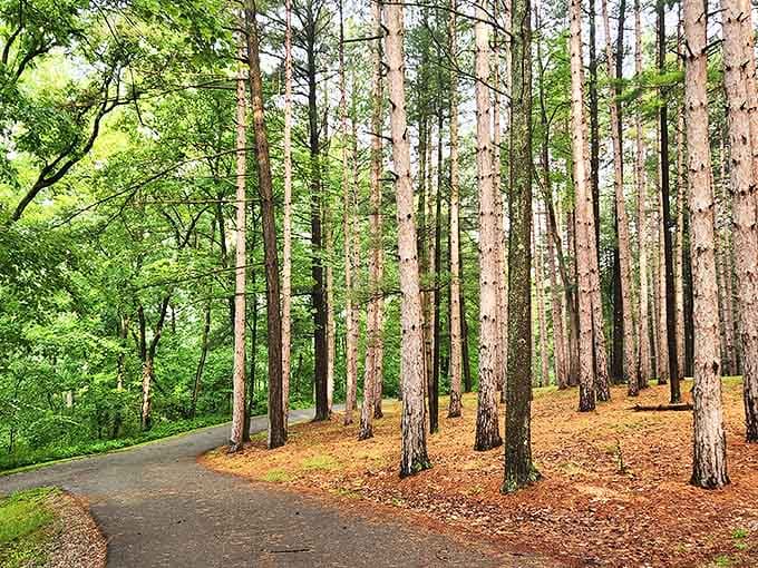 Sunlight filters through tall pines creating nature's cathedral, where pine needles carpet the ground and silence feels like another presence entirely.
