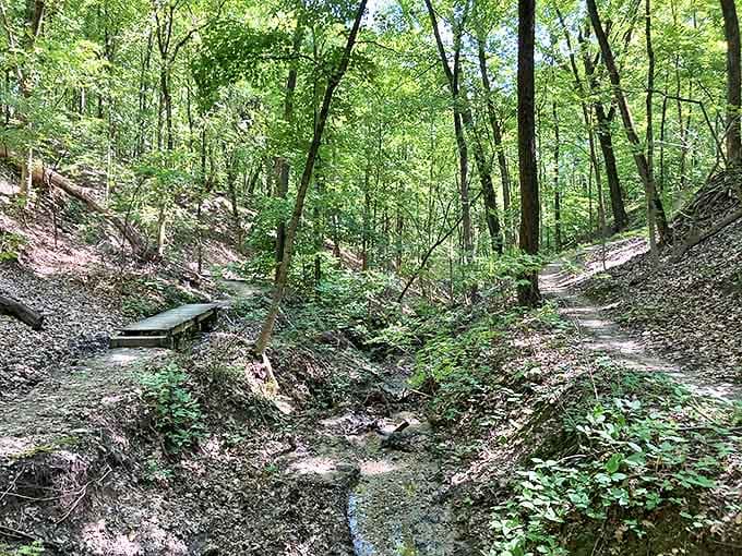 Nature's choose-your-own-adventure book, where every fork in the path leads to a different story waiting to be discovered.