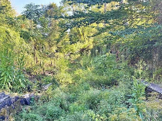 Sunlight filters through the canopy, creating dappled patterns on a path where 19th-century workers once hauled coal to feed hungry ovens.