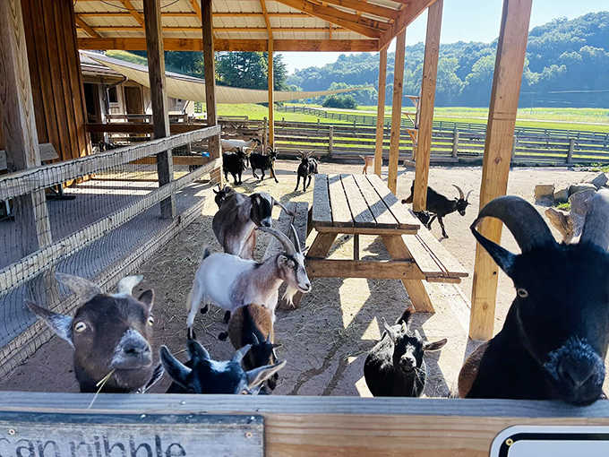 The goat committee has convened on their favorite playground equipment, plotting their next escape or possibly world domination.
