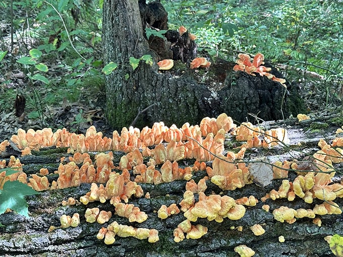 Nature's own art installation &ndash; these vibrant fungi create a psychedelic display that makes you wonder what exactly was in that trail mix.
