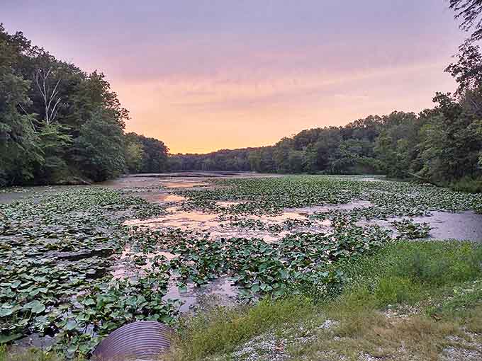 Lily pads stretch across the water like nature's own connect-the-dots puzzle, painted in shades of green against the sunset's canvas.