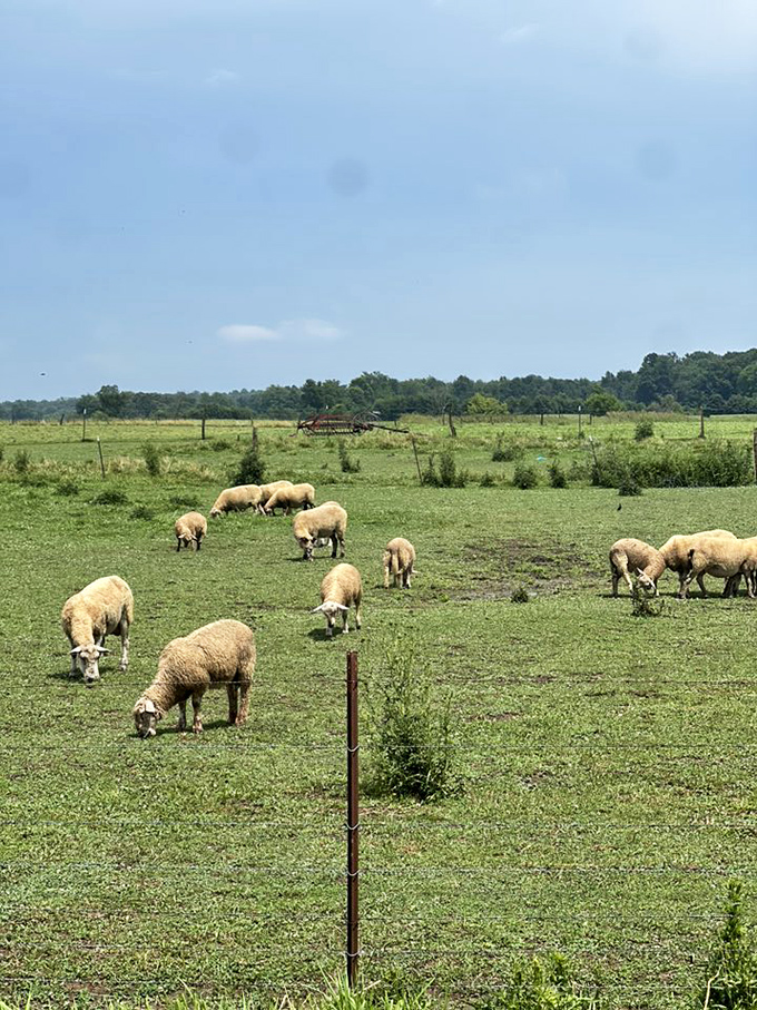These woolly landscapers keep the grounds in check while providing a pastoral scene straight out of a countryside painting.