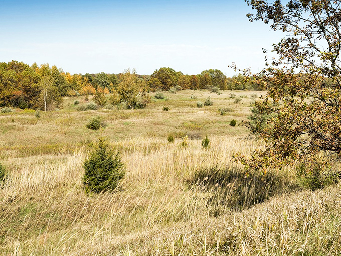 Golden prairie grasses sway under blue skies, creating a landscape that feels timeless and quintessentially Midwestern.
