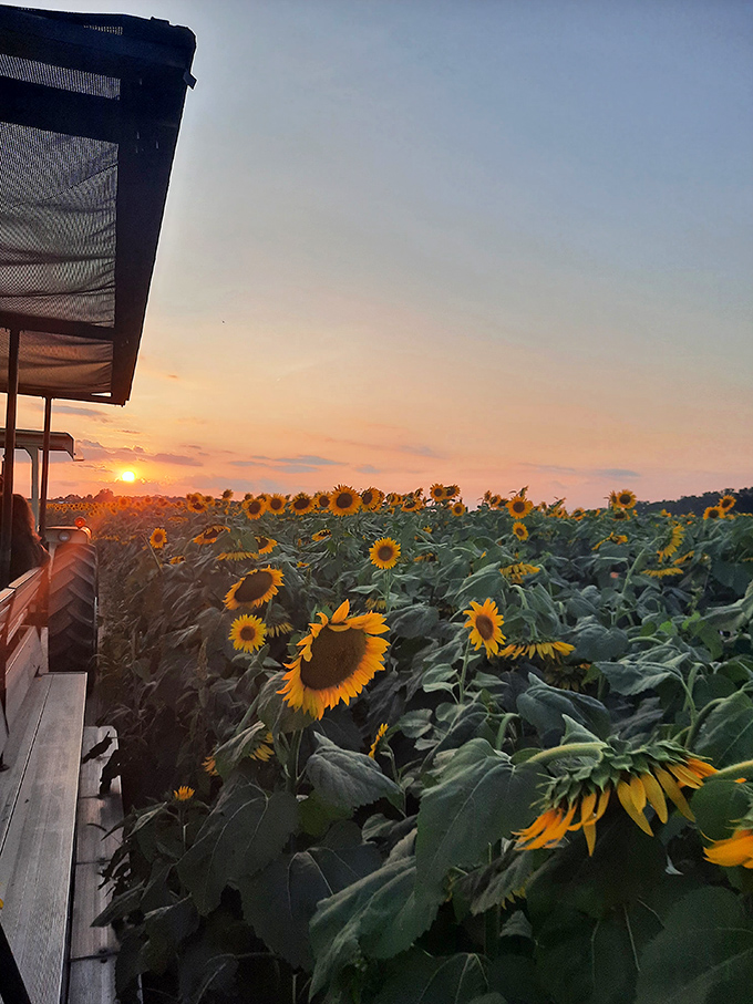 As the sun bids farewell, the sunflowers seem to glow from within, creating nature's most spectacular light show without a single electrical outlet.