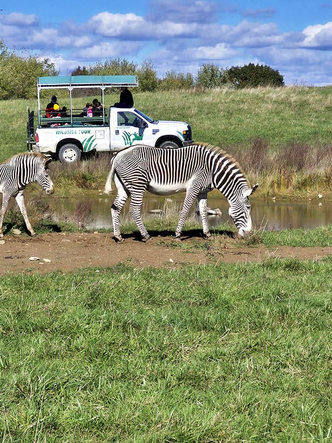 Zebras create living optical illusions against the green Ohio landscape, their stripes somehow both out of place and perfectly at home.