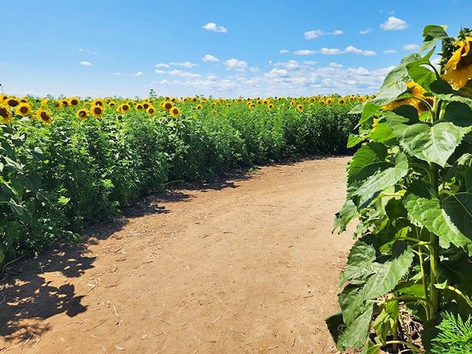 Bergsbaken Farms' sunflower maze offers a unique twist on the traditional corn maze. Getting lost has never been so gloriously yellow!