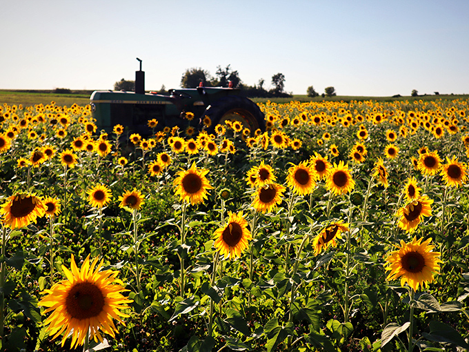 Rainbow Valley's vintage tractor peeks through a golden sea of sunflowers, adding rustic charm to this picturesque Wisconsin farm scene.