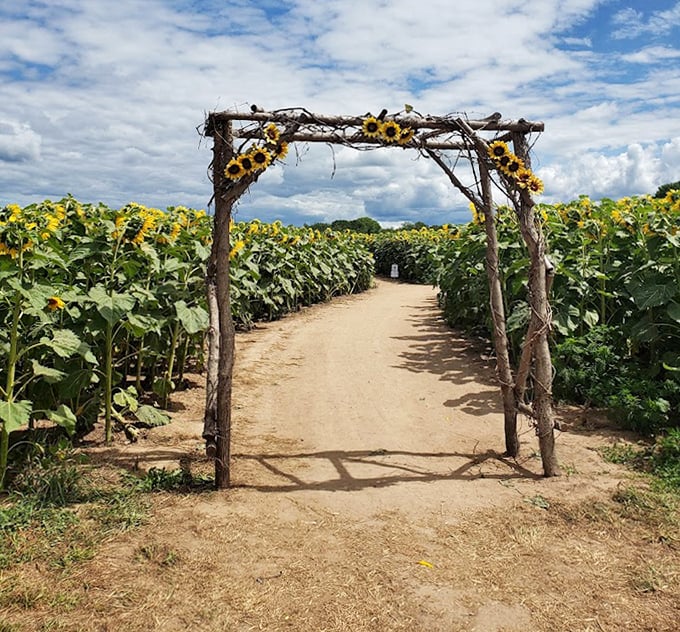 Close-up magic at Bergsbaken Farms, where each sunflower seems to compete for the title of brightest smile in Wisconsin.