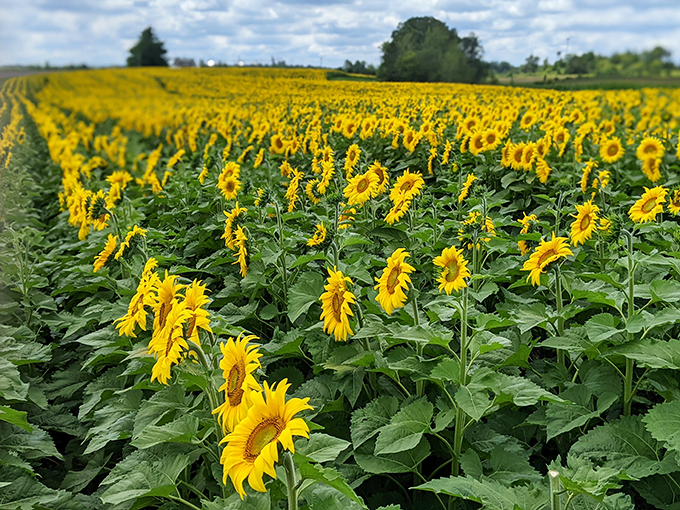 Morning dew clings to rainbow valley' sunflower leaves, creating a glistening wonderland for early visitors to this Wisconsin treasure.