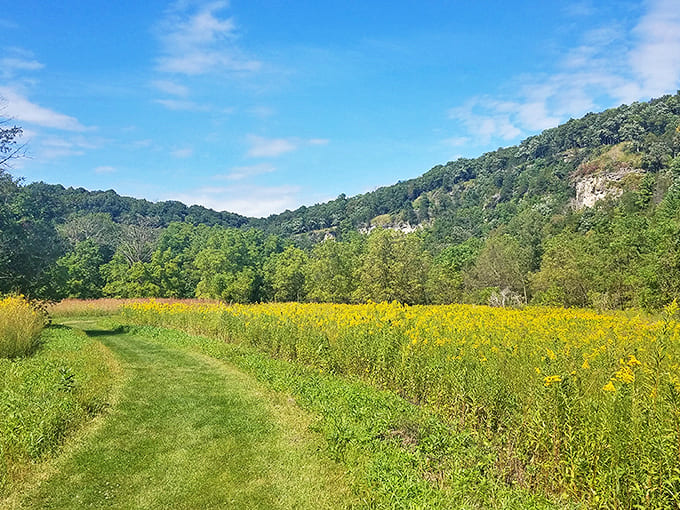 Fields of gold stretch toward limestone bluffs, creating a landscape that would make even Bob Ross reach for extra yellow paint.