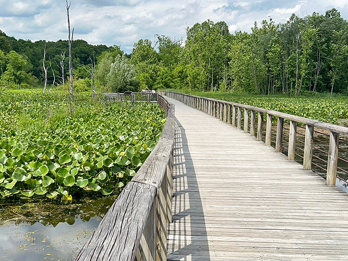 Beaver Marsh showcases nature's remarkable comeback story &ndash; from junkyard to wetland wonderland thanks to some industrious rodent engineers.