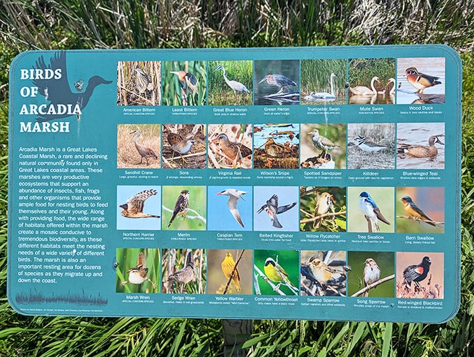 The informative "Birds of Arcadia Marsh" guide &ndash; nature's version of a playbill for the feathered performers you'll encounter.