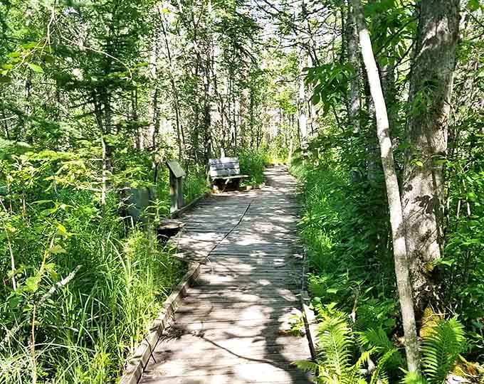 Sunlight dapples through the canopy onto this wooden pathway, creating nature's own light show for those wise enough to notice.