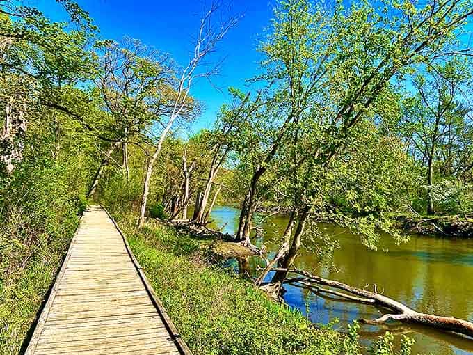The boardwalk hugs the riverbank like an old friend, offering hikers front-row seats to the water's gentle journey through dappled sunlight.