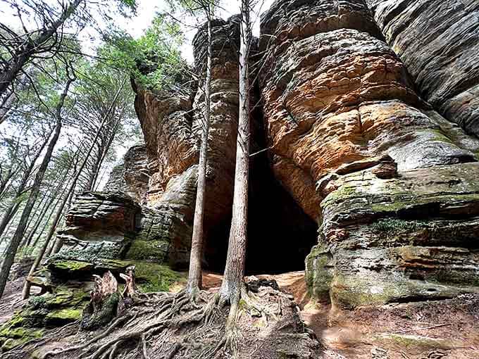 Tree roots embrace ancient stone in a centuries-long dance, showing nature's remarkable persistence in finding life even in seemingly impossible places.