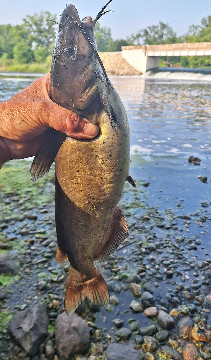 This catch proves the waters here aren't just pretty to look at, they're actively producing fish that make anglers very, very happy with their life decisions.
