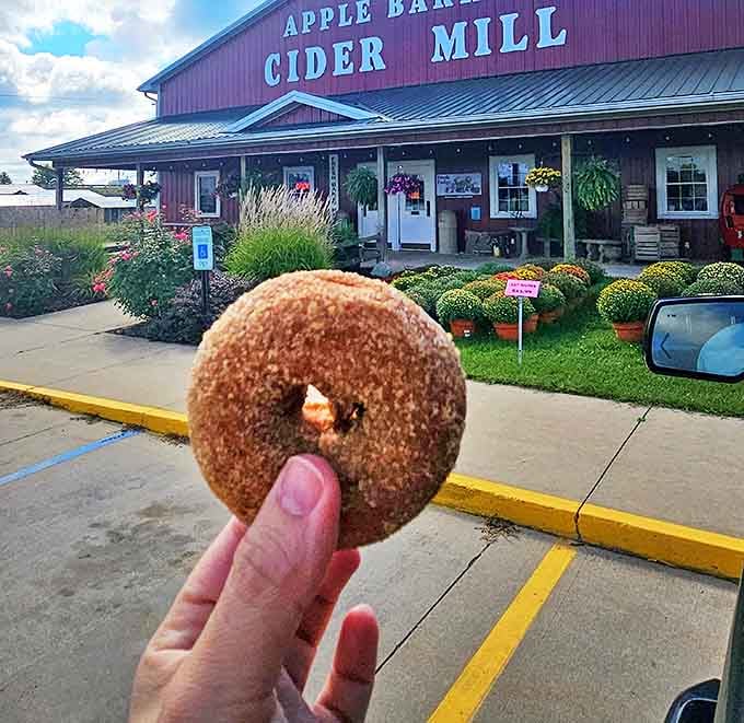 One cinnamon-sugar donut, infinite possibilities for happiness, and probably some sticky fingers in your immediate future.