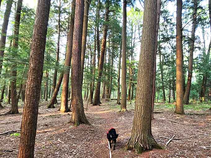 Walking through this forest cathedral feels like stepping into a secret world where trees have been holding meetings for centuries.