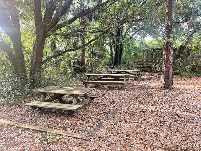 Picnic tables wait patiently under a canopy of trees, offering lunch with a side of dappled sunlight and birdsong.