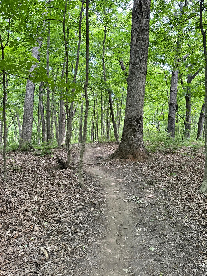 Ancient trees stand sentinel along this serene forest path, their roots creating natural steps in the well-worn trail.
