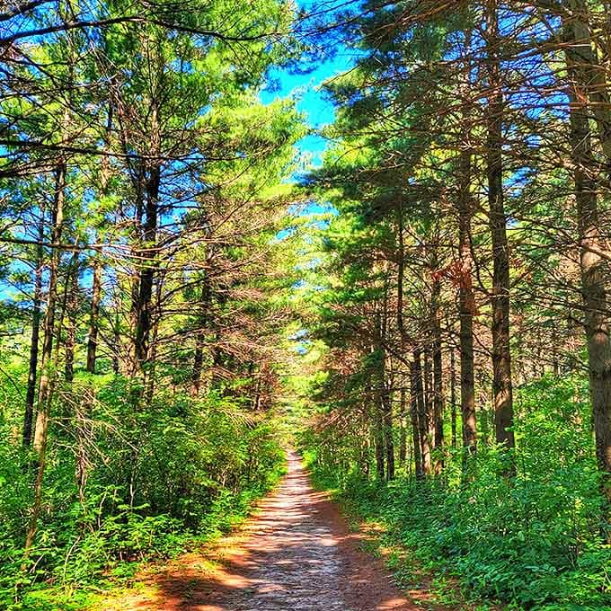 Sunlight filters through the pine cathedral, creating nature's stained glass effect that makes even non-religious folks whisper "amen" under their breath.