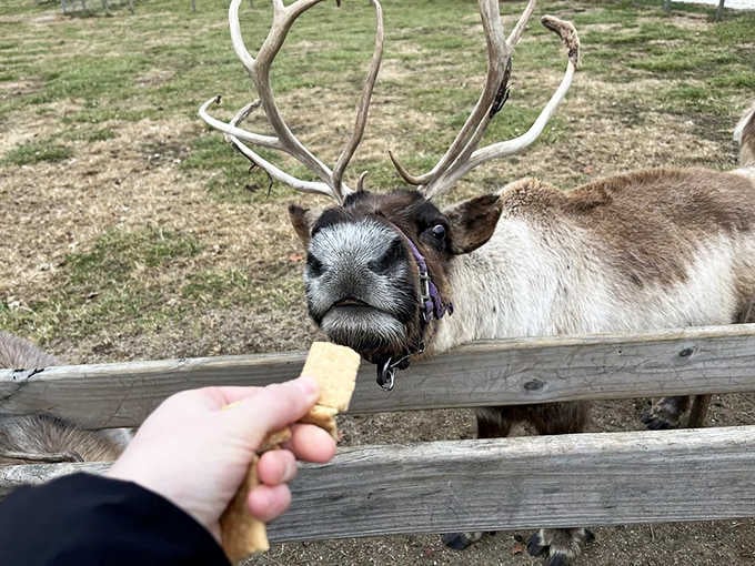 That magical moment when a reindeer accepts your offering &ndash; suddenly you're on Santa's VIP list and feeling like a kid again.
