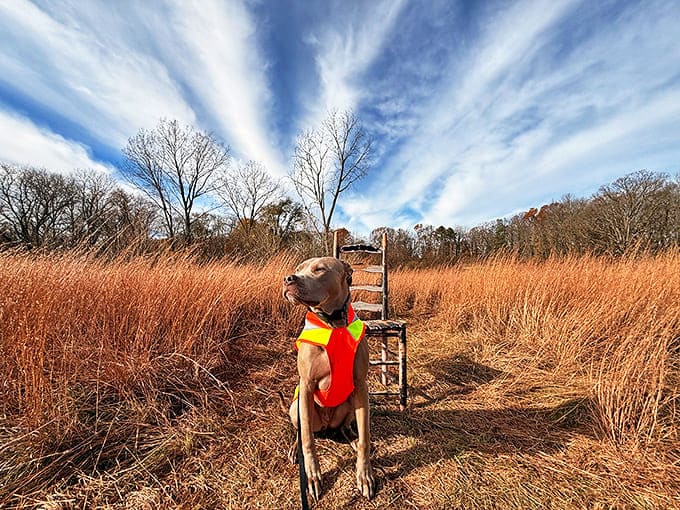 Even four-legged adventurers find their bliss on the trail, this pup sporting safety gear that says "I take my outdoor adventures seriously!"