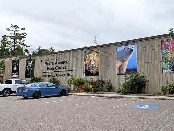 At the North American Bear Center, magnificent bruins with distinct personalities demolish misconceptions about black bears one visitor at a time.