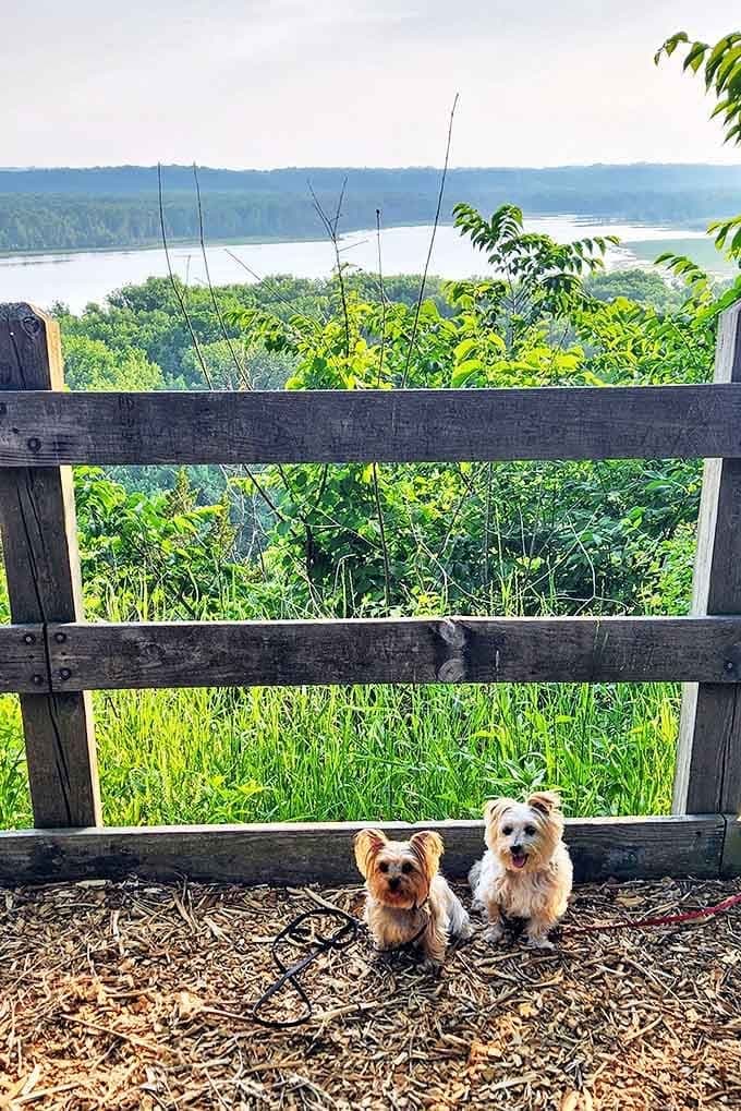 Two furry adventurers taking in the view, proving that appreciation for natural beauty crosses species boundaries.