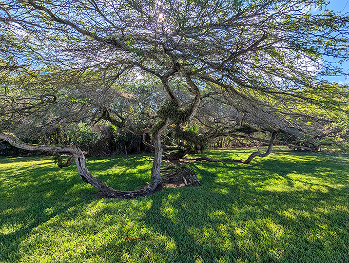 This sprawling tree seems to be practicing its yoga &ndash; the downward dog position perfected over decades of patient stretching.