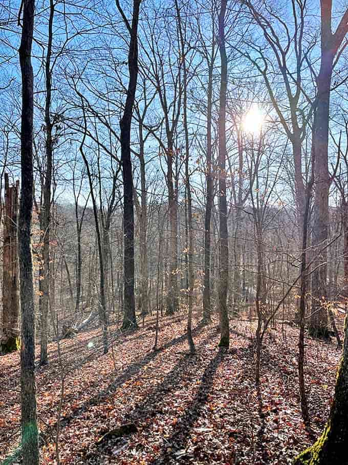 Sunlight filters through the forest canopy, creating a cathedral-like atmosphere where even whispers feel sacred.