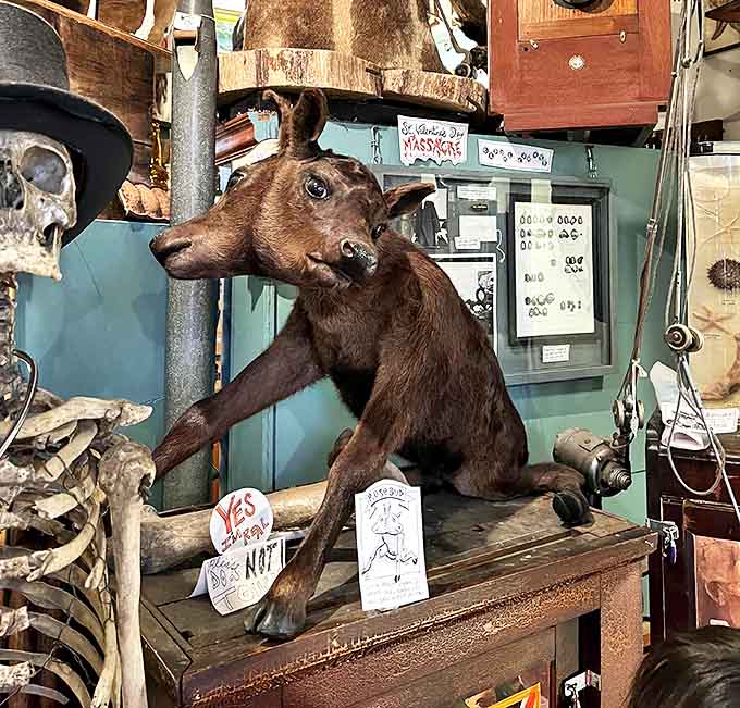 Twice the heads, twice the curiosity factor &ndash; this natural oddity serves as a reminder of biology's occasional plot twists.