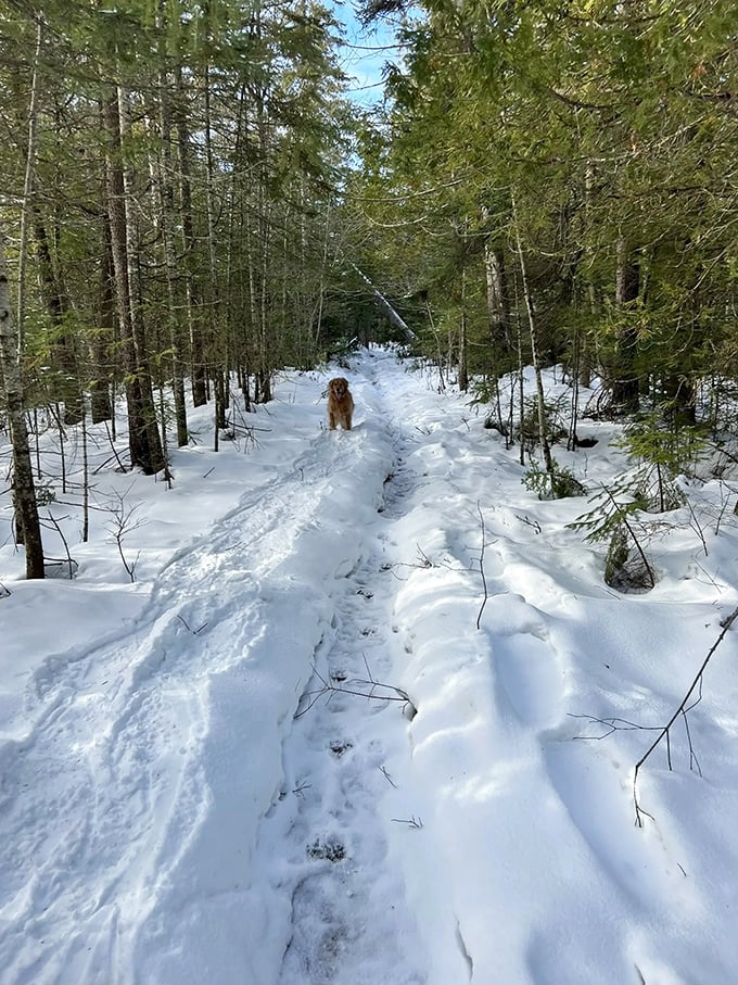 Winter blankets the trail in pristine white, turning a familiar path into an undiscovered country waiting for fresh footprints.