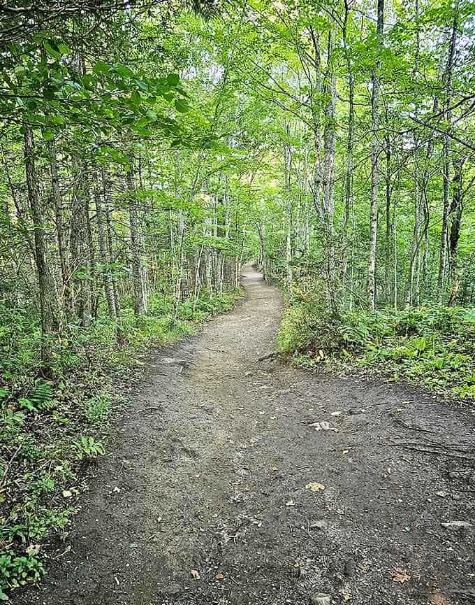 The trail to Miners Falls winds through forest so peaceful, you'll forget you ever knew what traffic sounds like or why you own a car horn.
