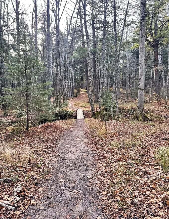 The forest path narrows, inviting you deeper into its secrets &ndash; like being personally ushered into Mother Nature's living room.